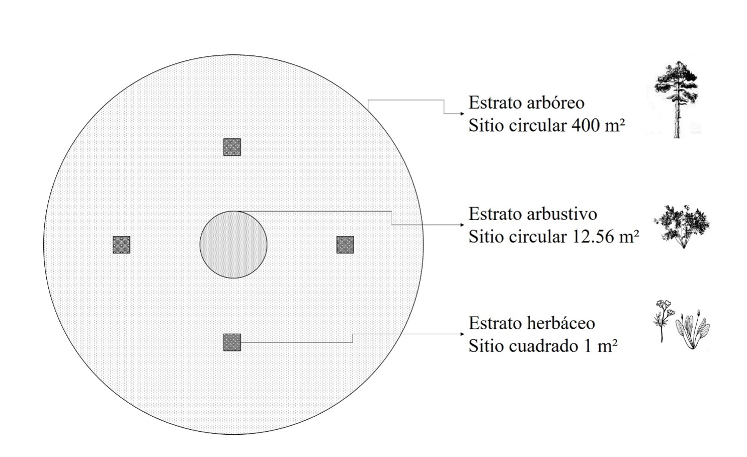 Composición, diversidad y estructura de un bosque manejado del centro ...