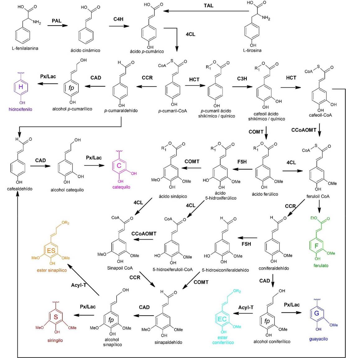 Estrutura Da Lignina Processo De Obtenção De Celulose – Daruma