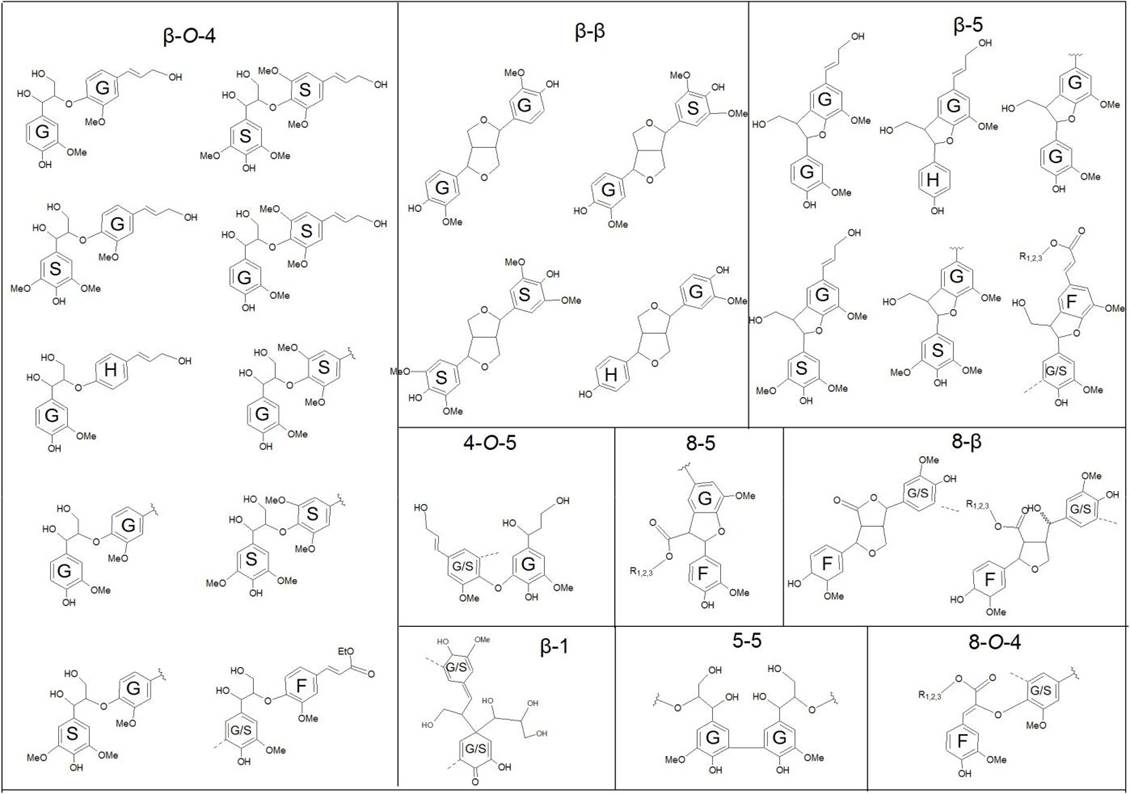 Lignina: composición, síntesis y evolución