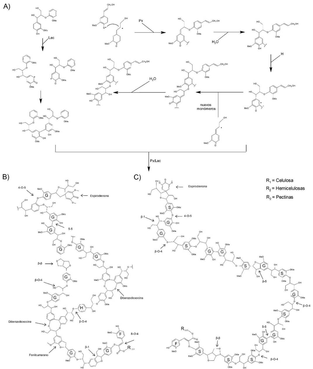 Lignina: composición, síntesis y evolución