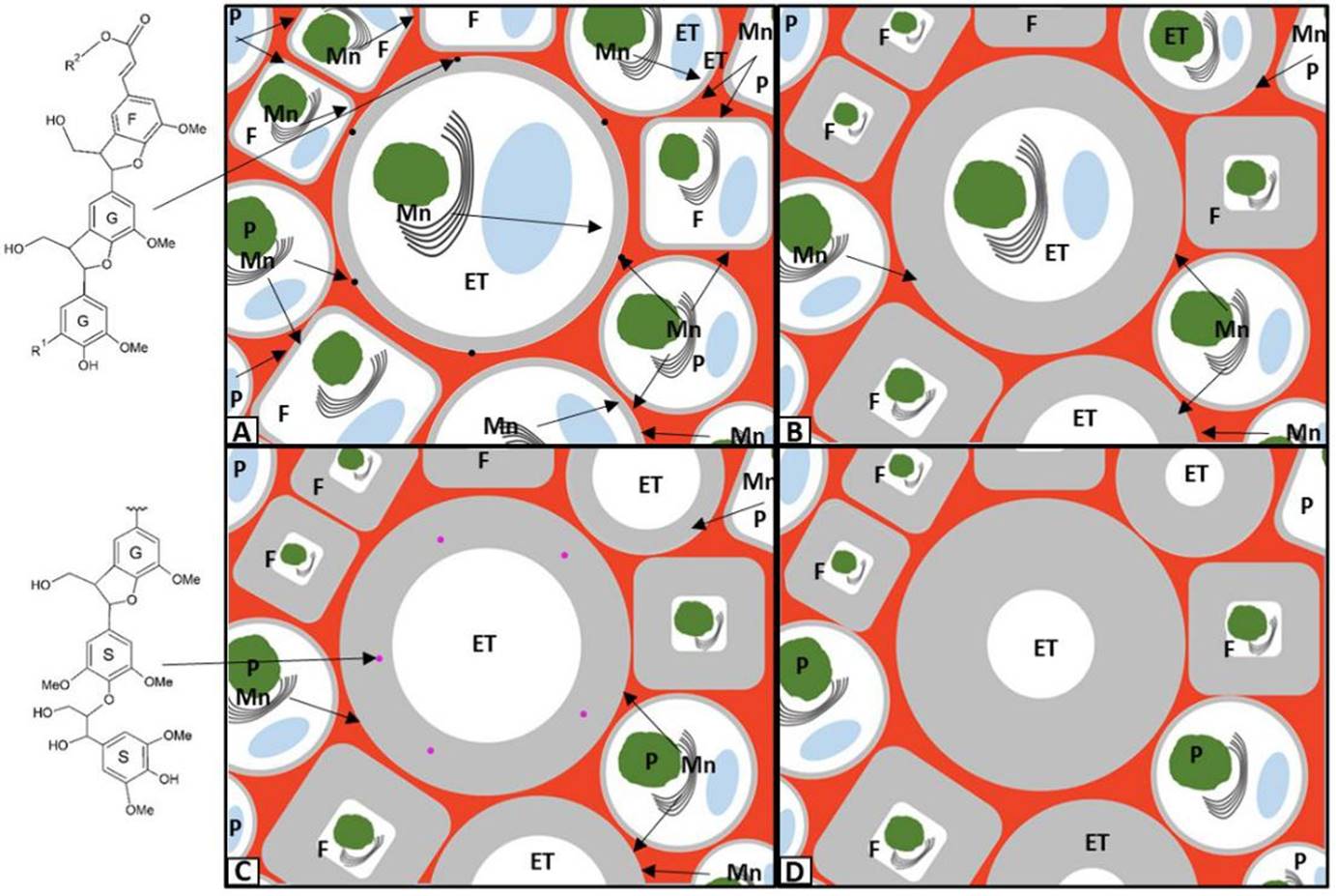 Estructura De La Lignina En La Planta