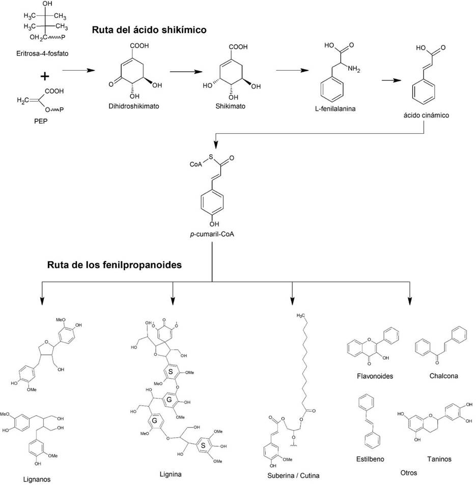 Lignina: composición, síntesis y evolución