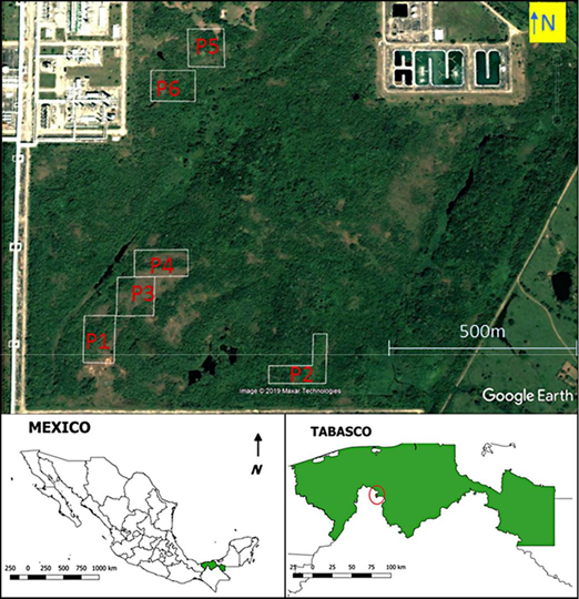 Mineral fertilization in tropical reforestation: seedling growth and ...