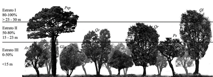 Estructura y diversidad arbórea en bosques de encino del centro de México