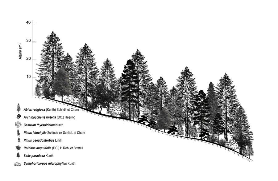 Diversidad, estructura y regeneración del bosque de Abies religiosa en ...
