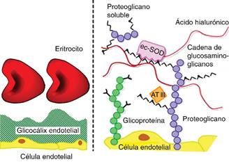 Glicocálix. Una estructura a considerar en el enfermo grave
