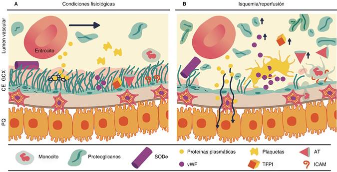 Glicocálix. Una estructura a considerar en el enfermo grave