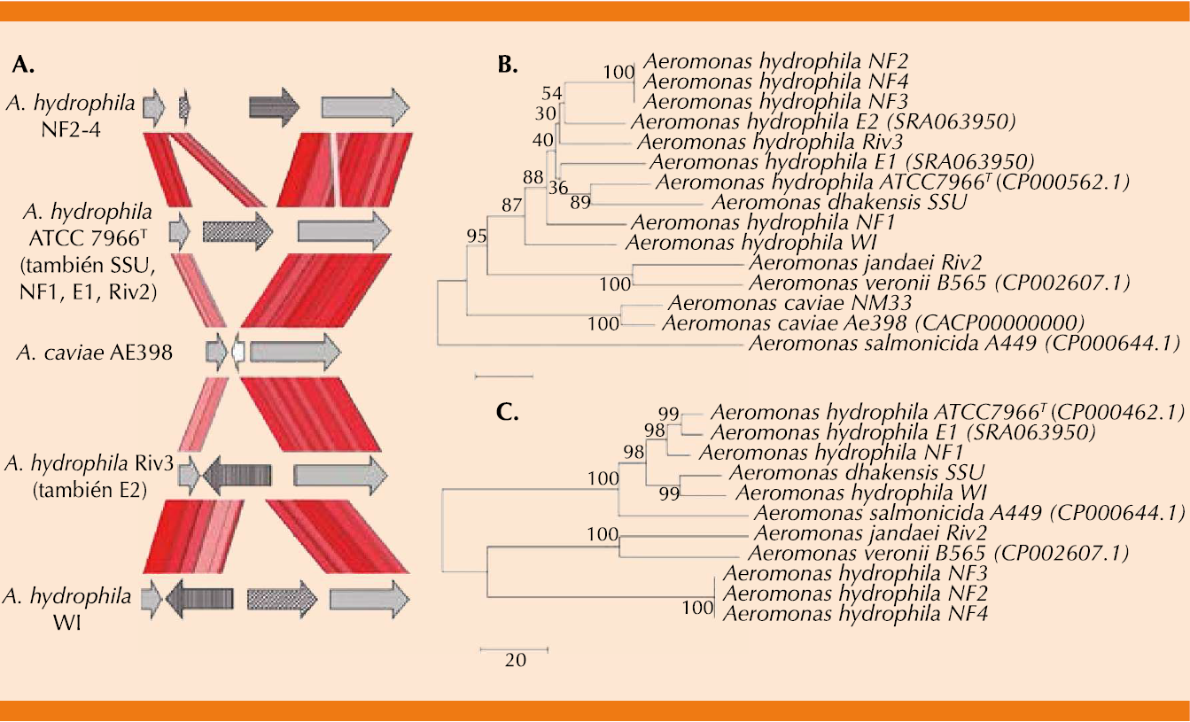 Mionecrosis fulminante metastásica por Aeromonas caviae