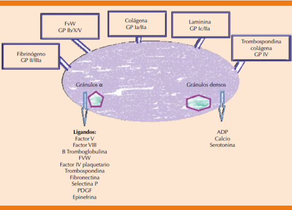 Fisiología plaquetaria, agregometría plaquetaria y su utilidad clínica