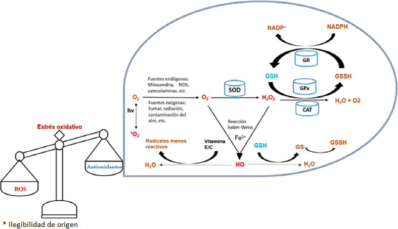 Desbalance del sistema antioxidante causado por la exposición a ...