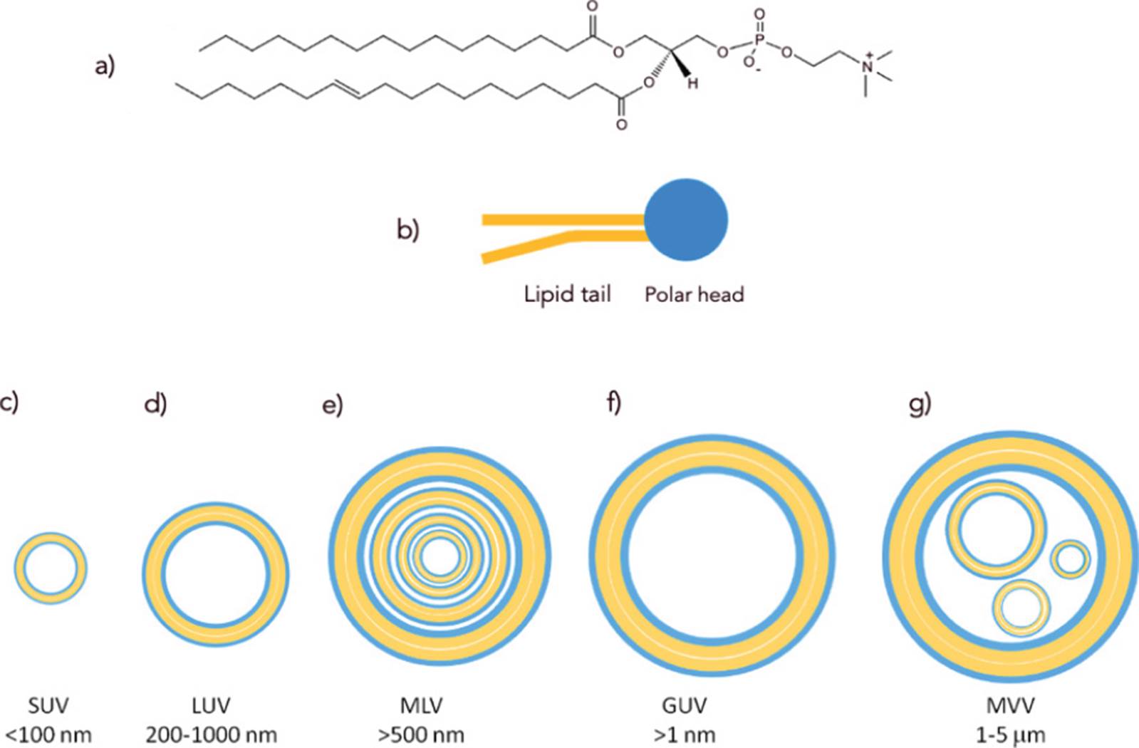 Lipid bilayer-coated nanoparticles: mimetism for biomedical applications