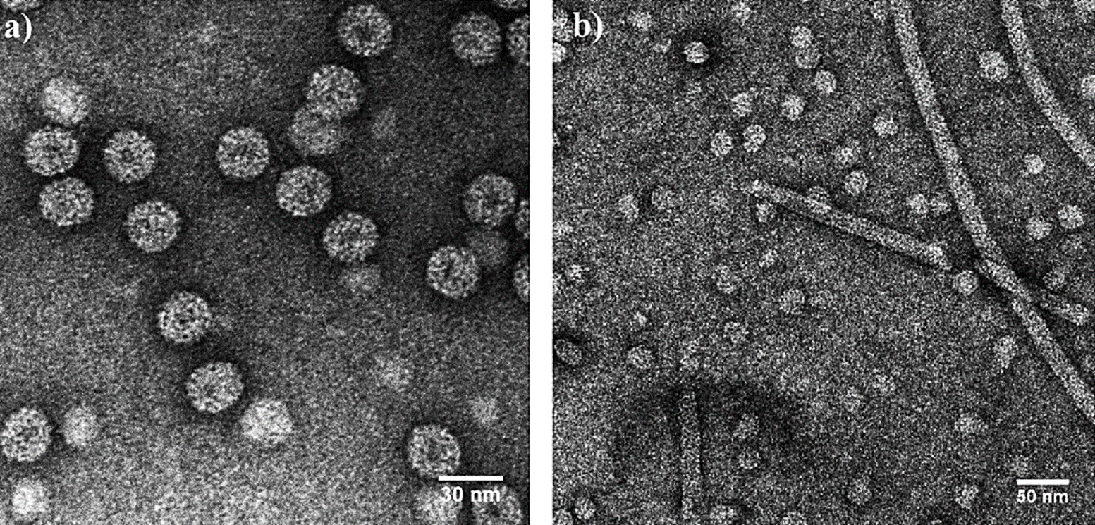 Partículas tipo virus y su potencial aplicación en bionanotecnología