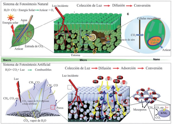 La fotosíntesis artificial, una alternativa para la producción de ...