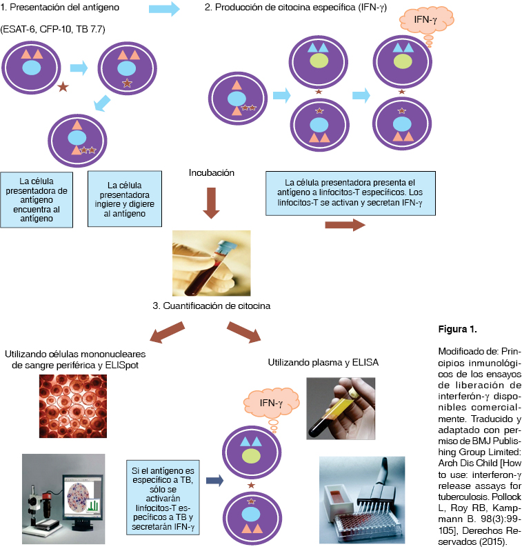 Determinación del interferón-gamma en tuberculosis: Principios básicos ...
