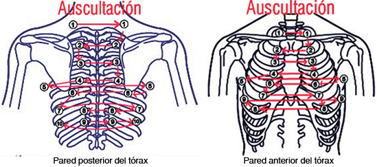 Exploración física toracopulmonar. Proyecto tutorial-interactivo