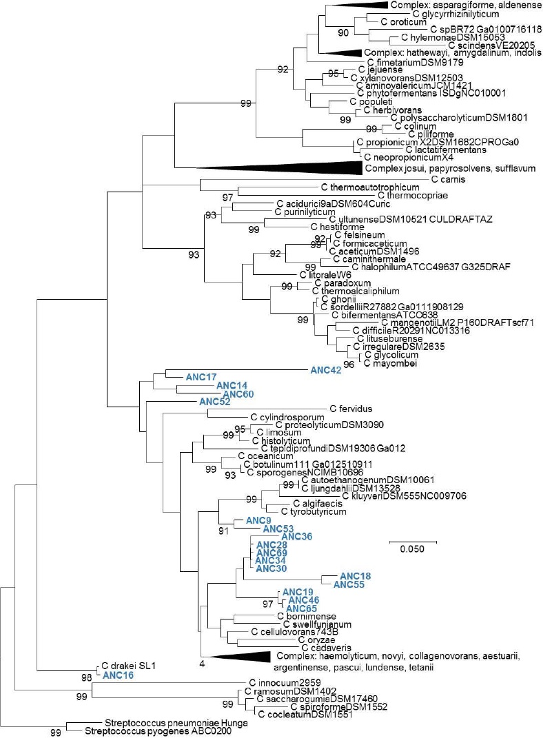 Starch- and cellulose-related microbial diversity of soil sown with ...