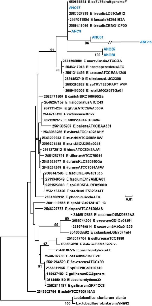 Starch- and cellulose-related microbial diversity of soil sown with ...