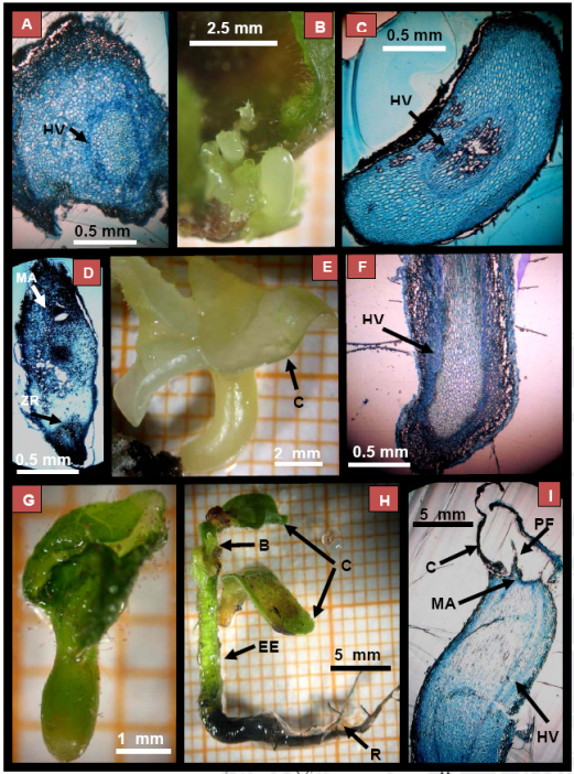 Embriogénesis somática secundaria en el genotipo de cacao (Theobroma ...