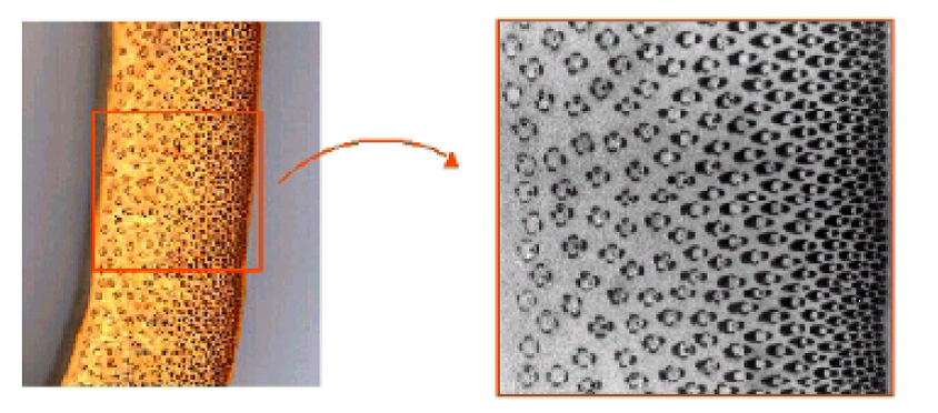 El bambú como elemento estructural: la especie Guadua amplexifolia