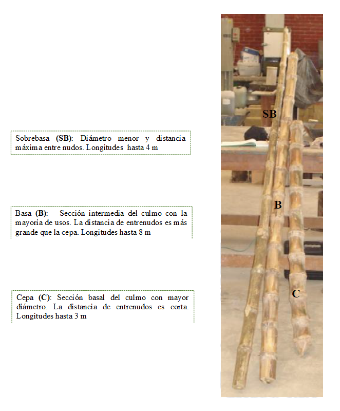 El bambú como elemento estructural: la especie Guadua amplexifolia