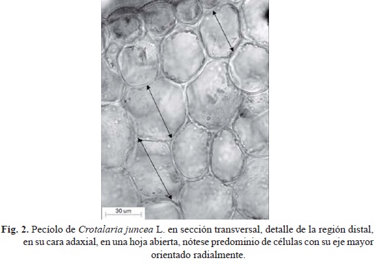 Relación entre aspectos anatómicos del pecíolo de Crotalaria juncea L ...
