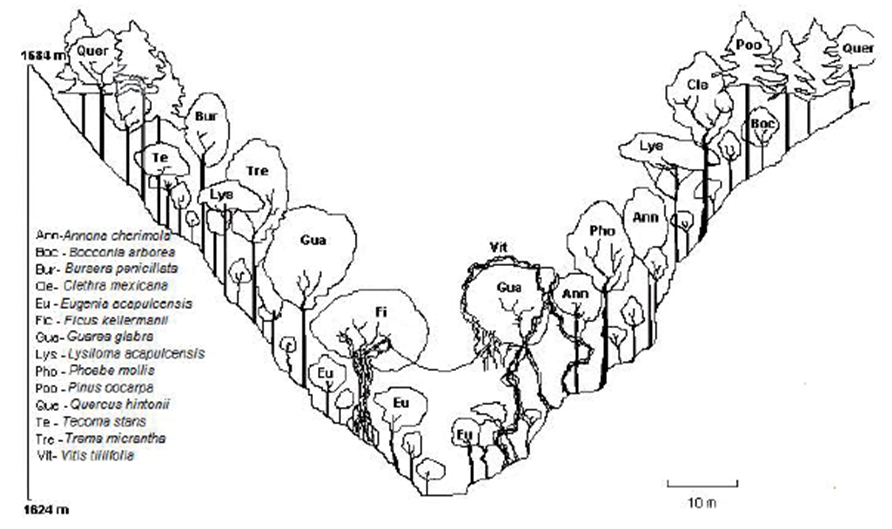 El bosque tropical subcaducifolio en dos cañadas de Tlatlaya, Estado de ...