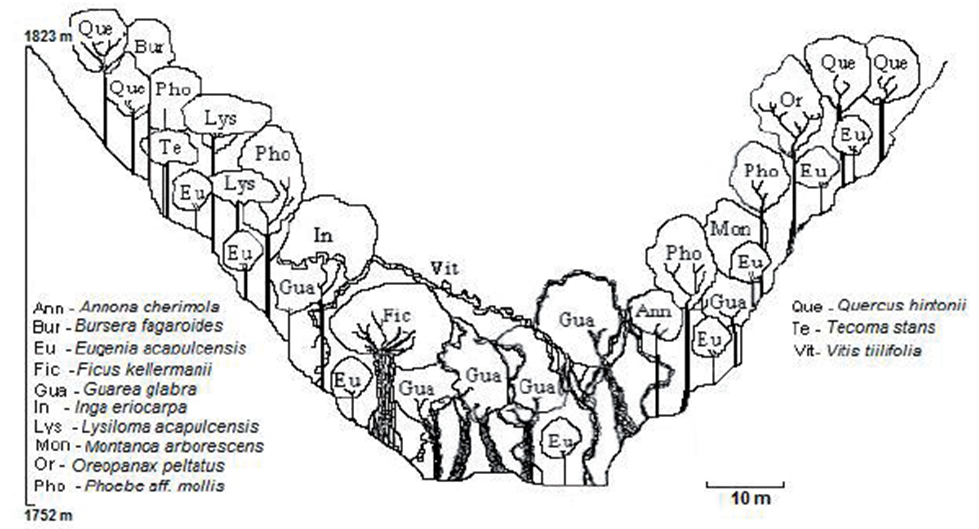 El bosque tropical subcaducifolio en dos cañadas de Tlatlaya, Estado de ...