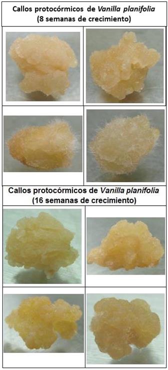 Propagación masiva y formación de callos protocórmicos de vainilla a ...