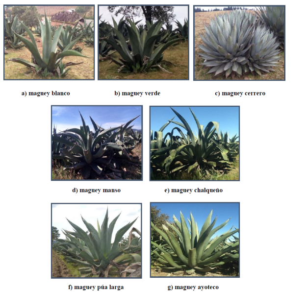 Conocimiento tradicional, cultivo y aprovechamiento del maguey pulquero ...