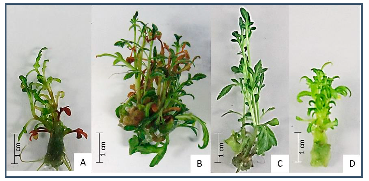 Generación de cultivos de raíces transformadas de la planta medicinal ...