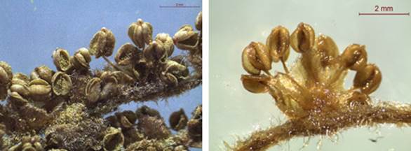 Aspectos taxonómicos de la morfología floral masculina de Quercus ...