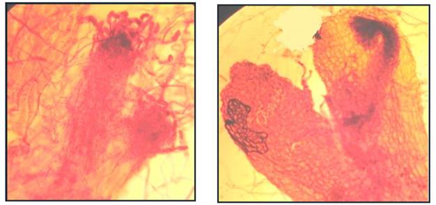 Descripción del desarrollo morfogénico de los prótalos y esporófitos ...