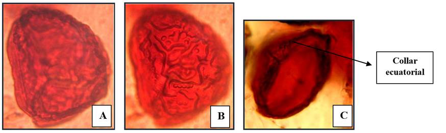 Descripción del desarrollo morfogénico de los prótalos y esporófitos ...