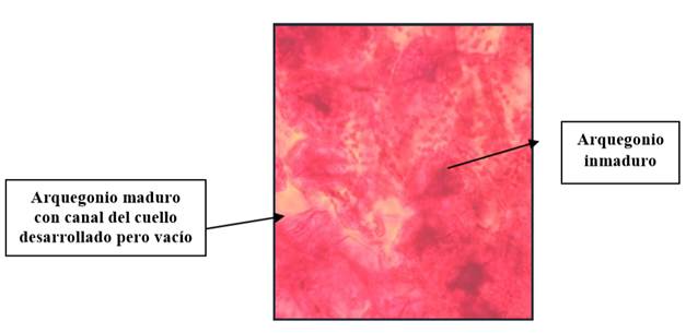 Descripción del desarrollo morfogénico de los prótalos y esporófitos ...