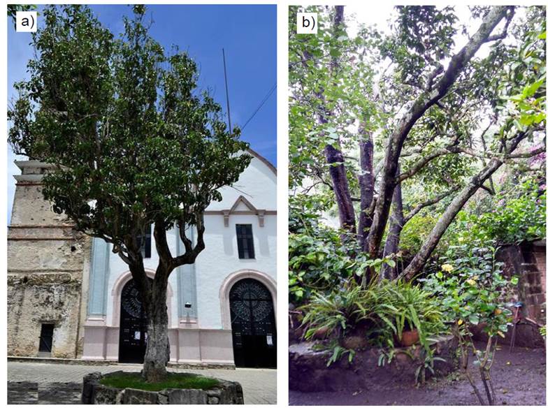 Comparación molecular y morfológica entre ejemplares de Magnolia ...