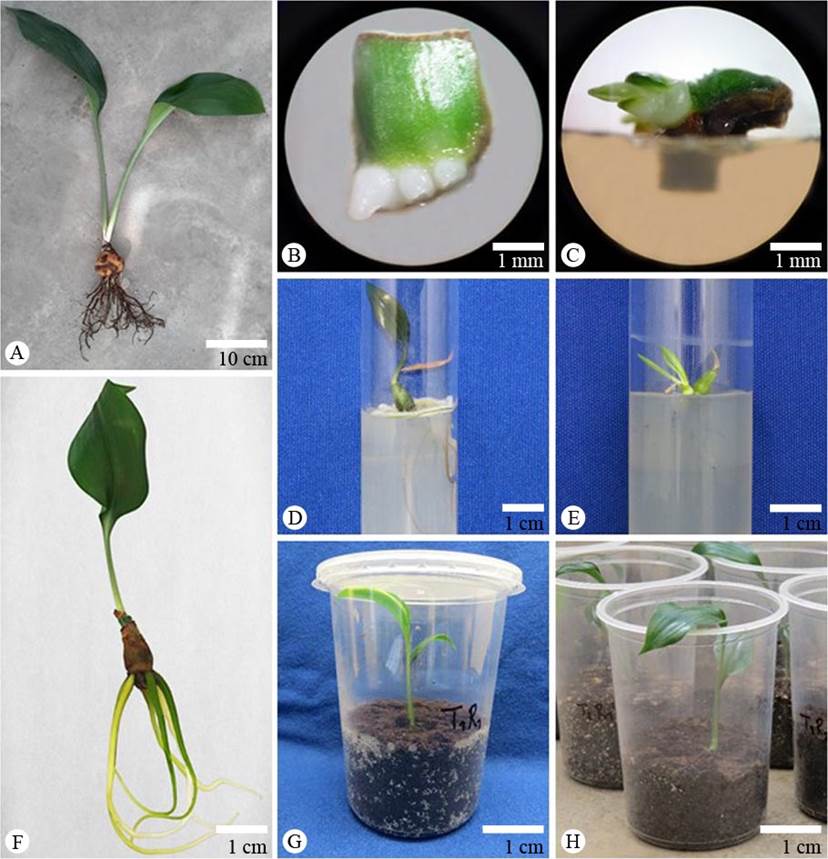 Micropropagación del lirio amazónico (Eucharis grandiflora Planch ...