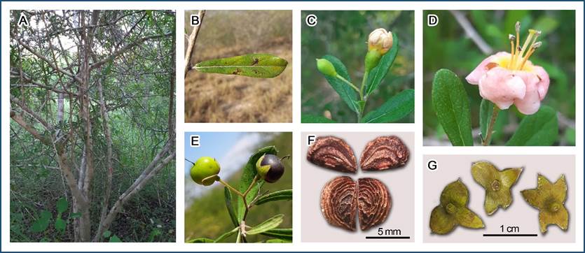 Bourreria ritovegana (Ehretiaceae, Boraginales), una especie nueva de ...