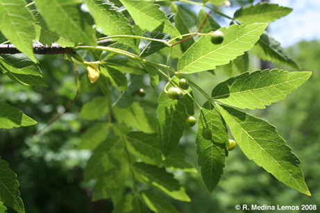 Clave para la identificación de las especies de Bursera Jacq. ex L ...