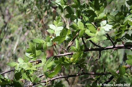 Clave para la identificación de las especies de Bursera Jacq. ex L ...