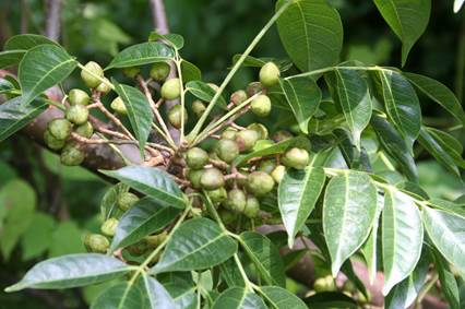 Clave para la identificación de las especies de Bursera Jacq. ex L ...