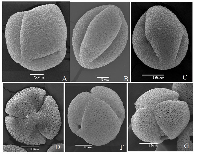 Morfología polínica de Neomillspaughia S.F. Blake y Podopterus Bonpl ...