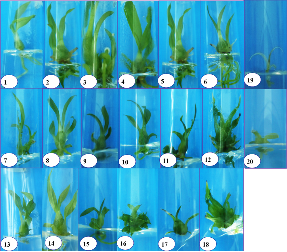 Asymbiotic germination, in vitro conservation and regeneration of ...