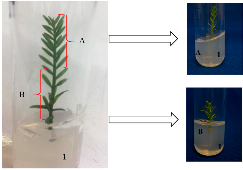 Concentración de kinetina y tipo de explante en la multiplicación in ...