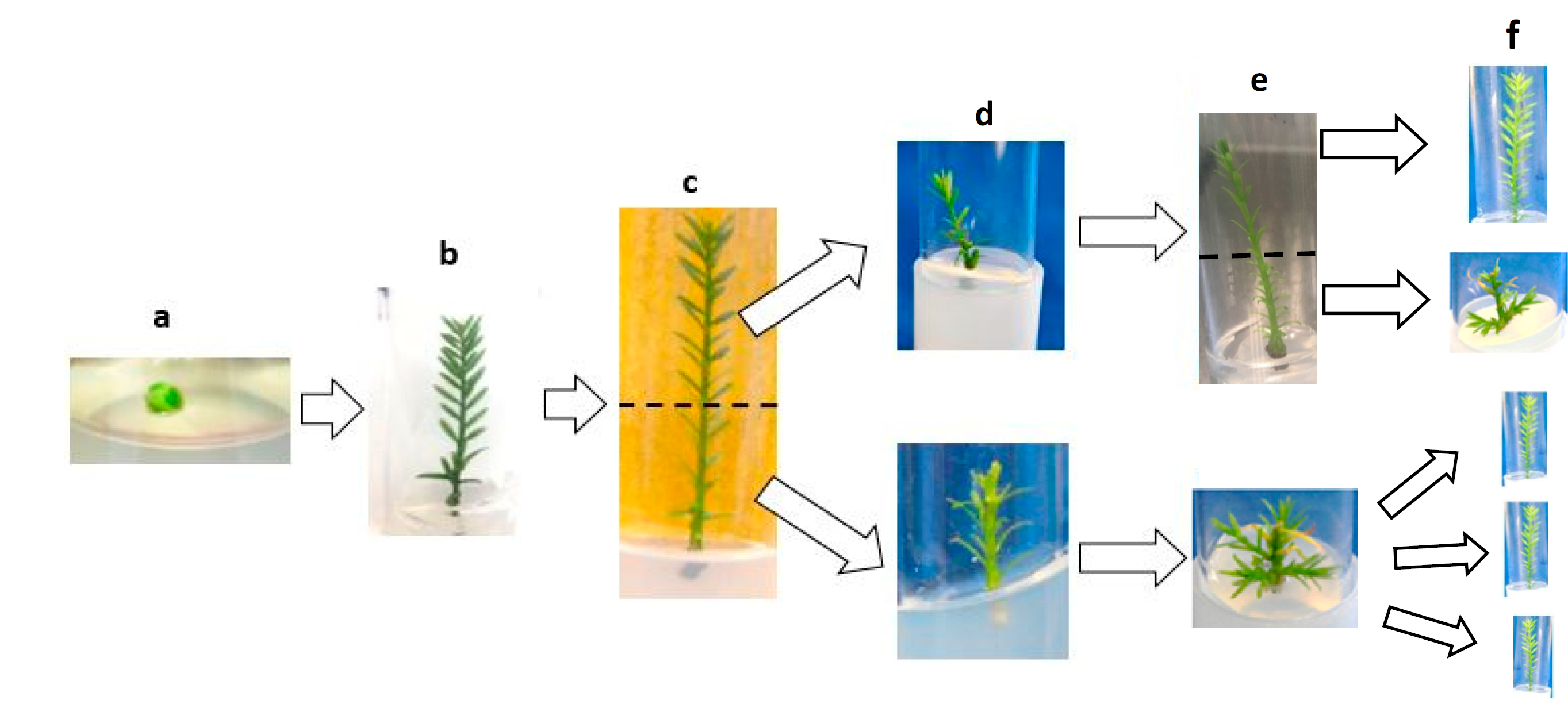 Concentración de kinetina y tipo de explante en la multiplicación in ...