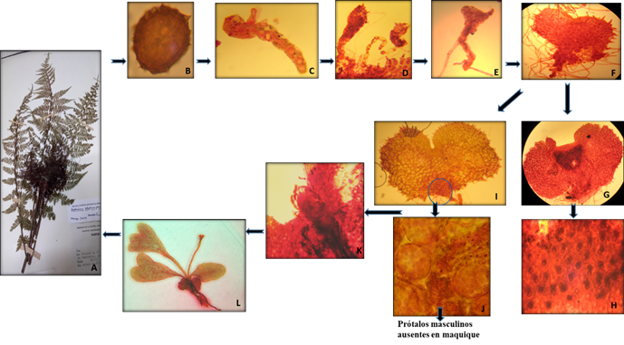 Descripción e ilustración del desarrollo morfogénico de los gametófitos ...