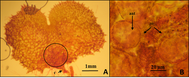 Descripción e ilustración del desarrollo morfogénico de los gametófitos ...