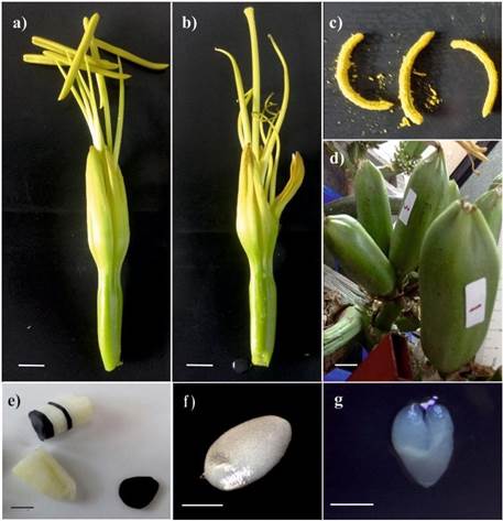 Plant regeneration from indirect somatic embryogenesis of Agave ...