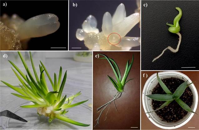 Plant regeneration from indirect somatic embryogenesis of Agave ...