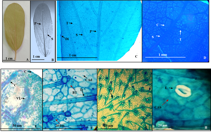 Caracteristicas taxonómicas de las especies de Colubrina (Rhamnaceae ...