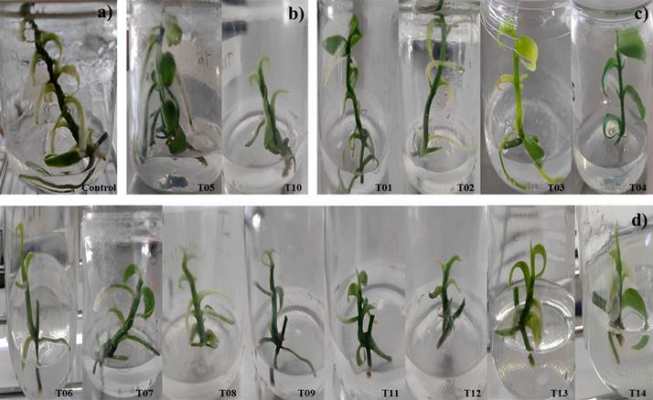 Conservación in vitro a mediano plazo de vainilla (Vanilla planifolia ...